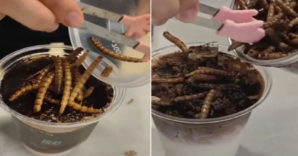Insect coffee Beijing