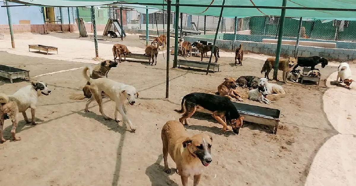 Stray dogs in Kuwait