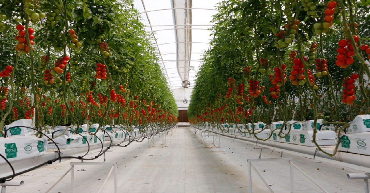 Qatar farm production 2025